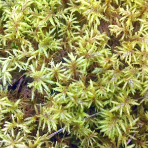 Moss identification – Bryomonitoring Canada