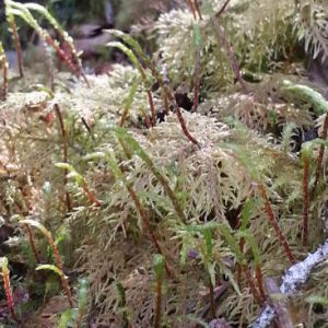 Moss identification – Bryomonitoring Canada