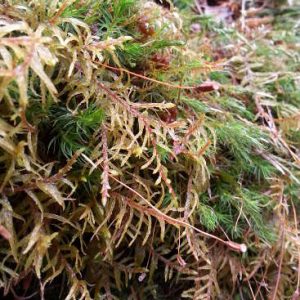 Moss identification – Bryomonitoring Canada