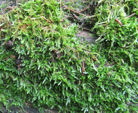 Moss identification – Bryomonitoring Canada